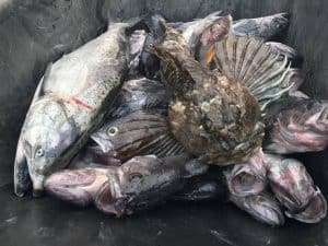 Halibut Fishing Charters Washington - Total Fisherman