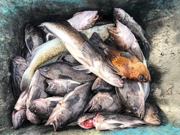 Halibut Fishing Charters Washington - Total Fisherman