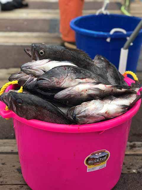 Oregon Bottom Fishing Charters - Total Fisherman