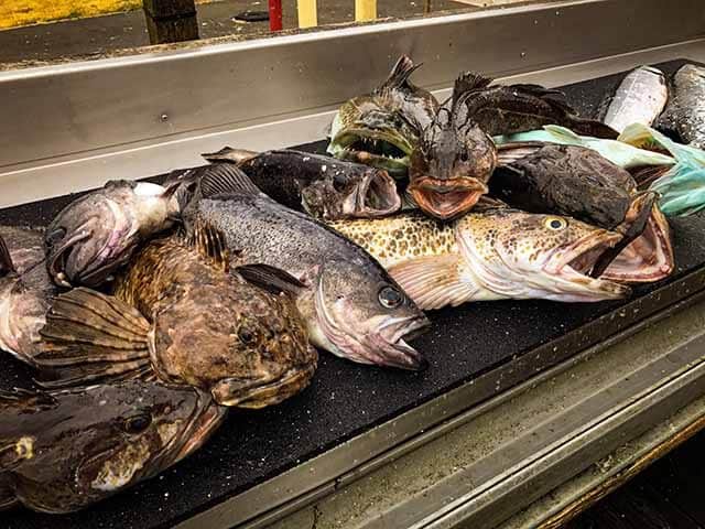 Oregon Bottom Fishing Charters - Total Fisherman