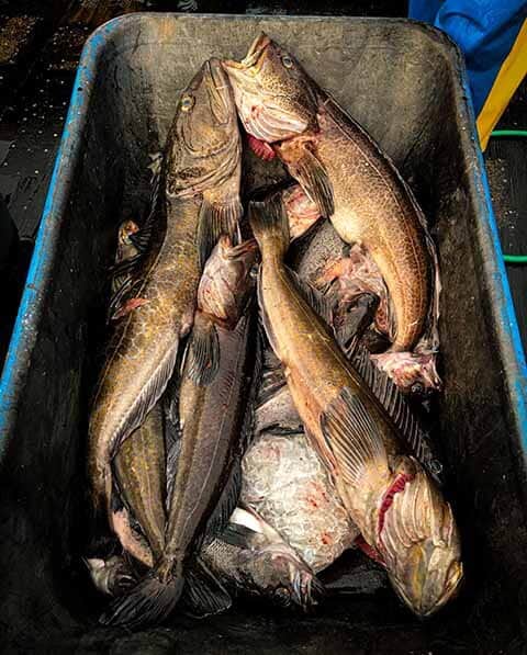 Oregon Bottom Fishing Charters - Total Fisherman