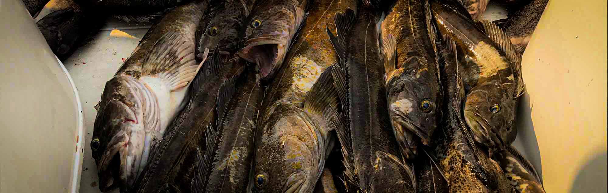 Oregon Bottom Fishing Charters - Total Fisherman